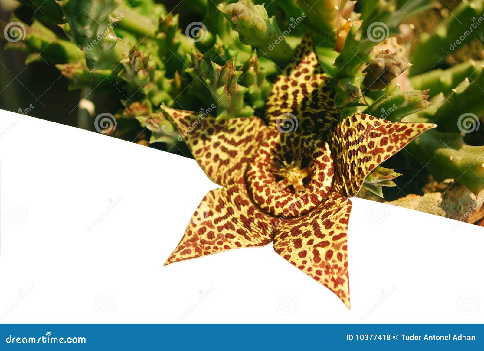 Catcus Flower stock photo. Image of cacti, blossom, flower - 10377418