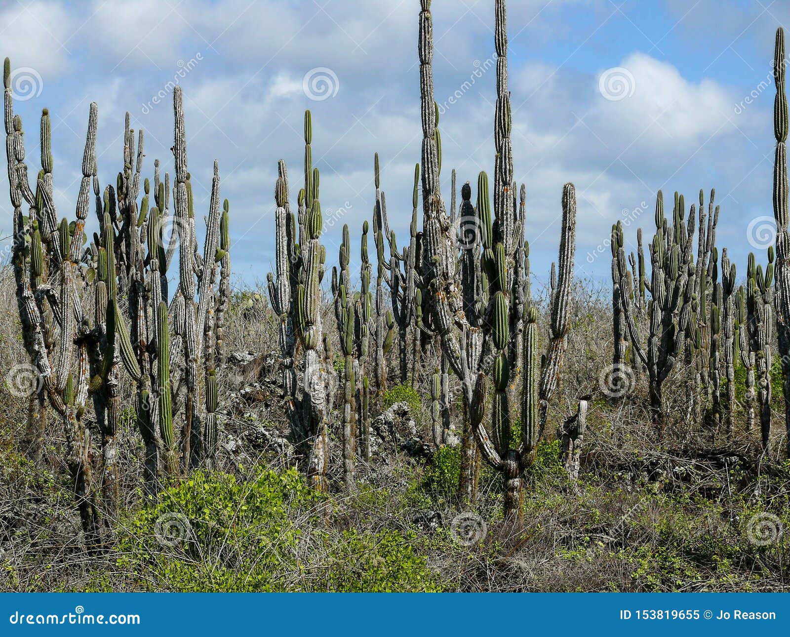 A forest of cactus stock image. Image of plants, nature - 153819655