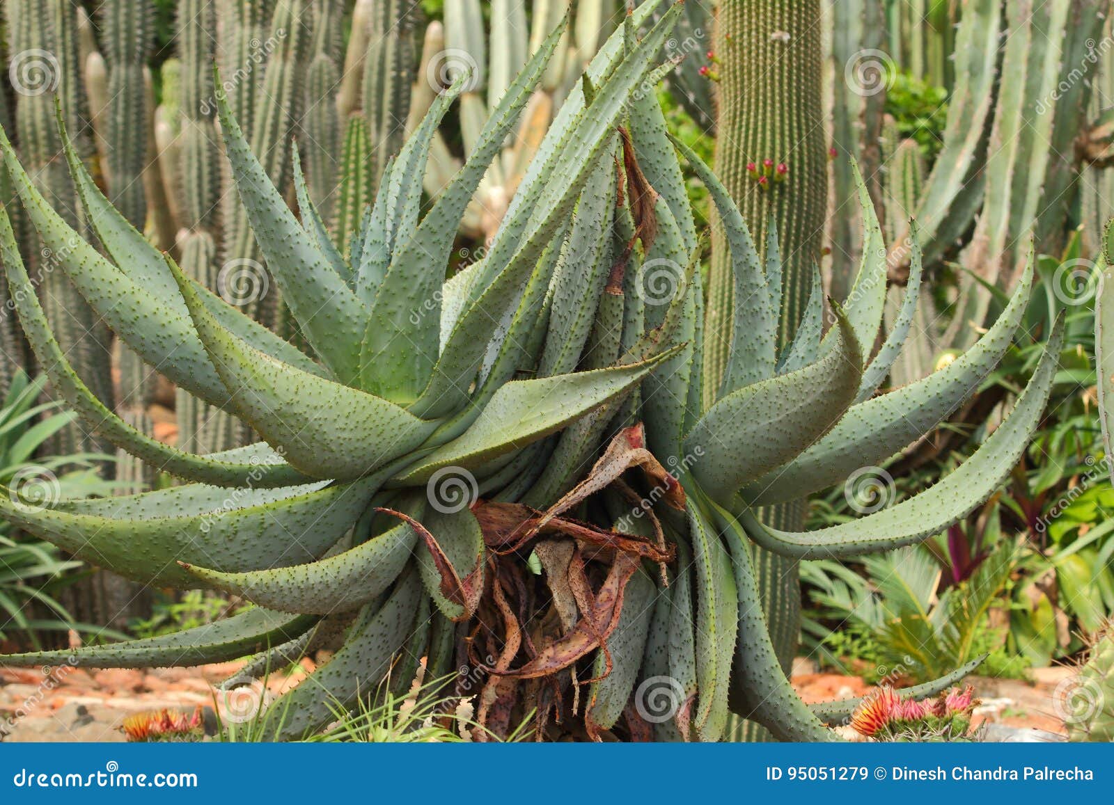 Cactus plants stock image. Image of cactus, used, medicines - 95051279