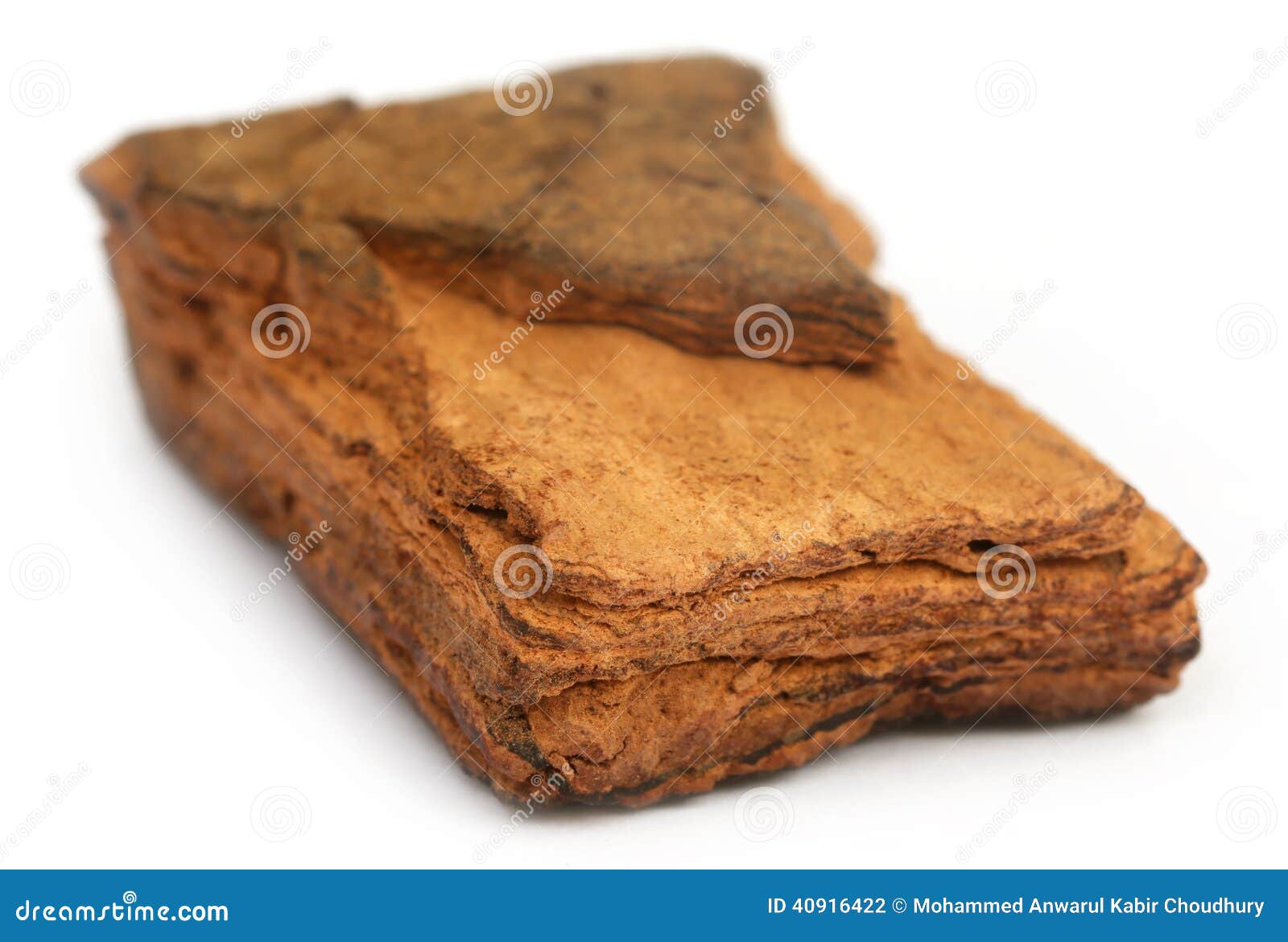 Cutch Tree Acacia Catechu Black Catechu Tree And Pods Royalty-Free ...