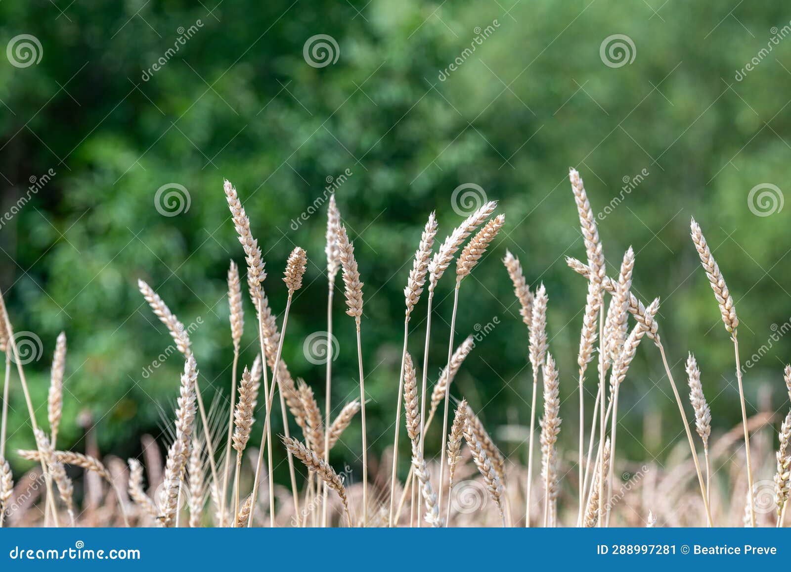 Nice Wheat in the Countryside Stock Image - Image of farmland, plant ...