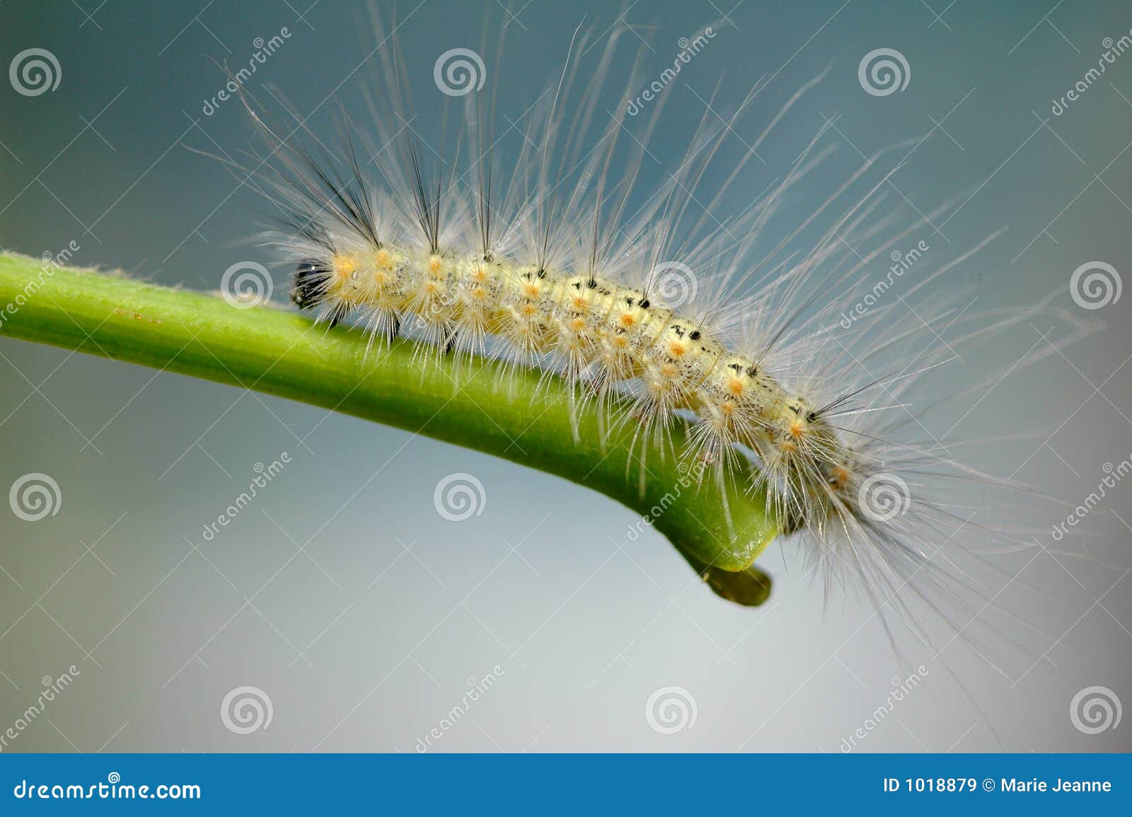 Caterpillar stock image. Image of gardens, closeups, legs - 1018879