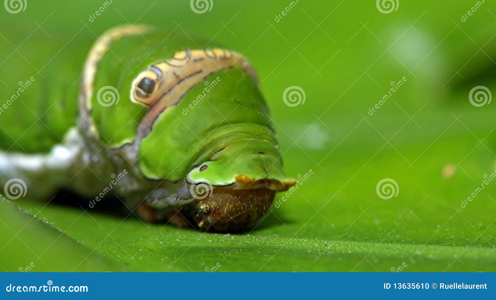 Caterpillar stock photo. Image of green, nature, detail - 13635610
