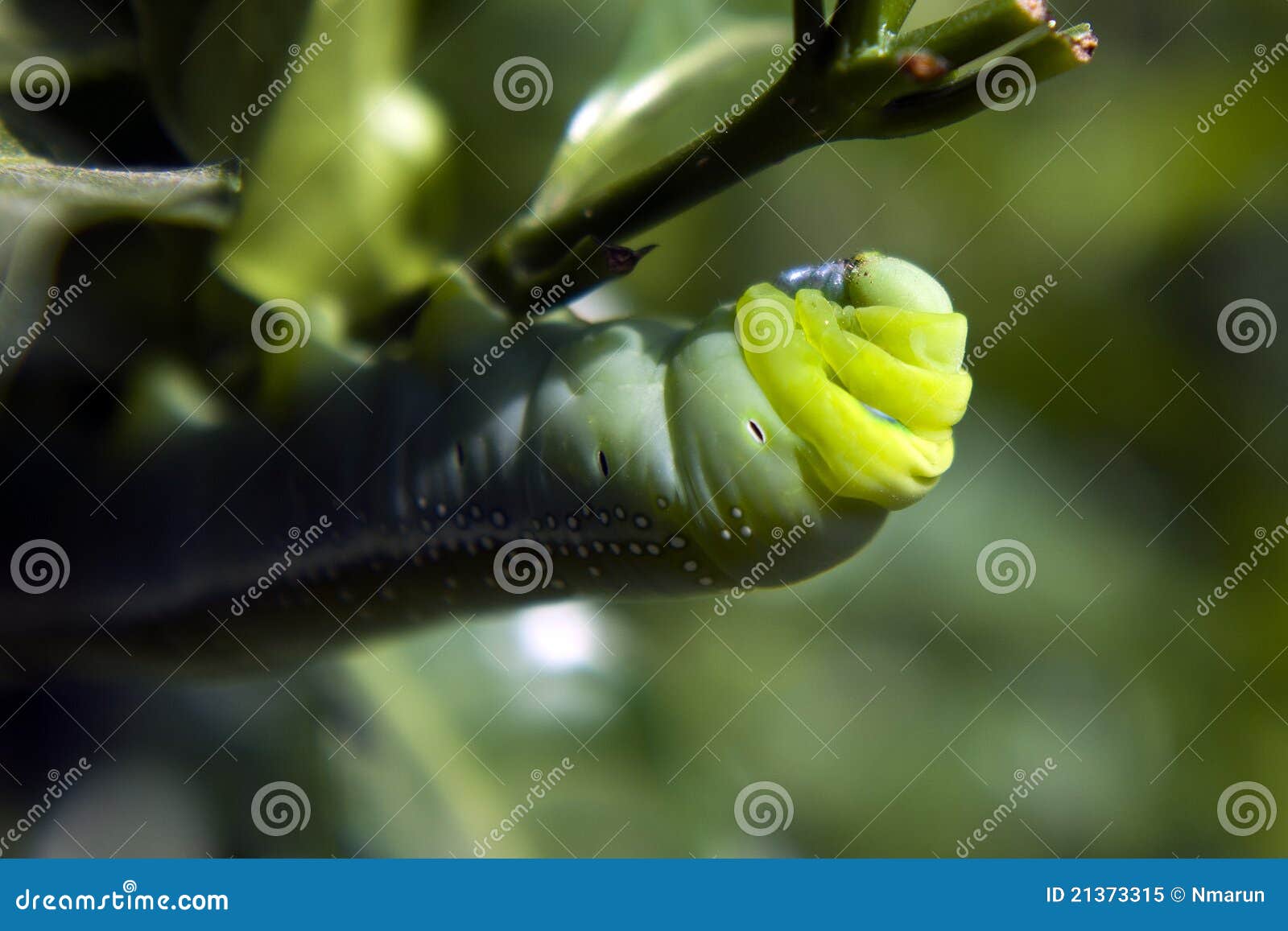 Caterpillar stock image. Image of larva, crawling, cocoon - 21373315