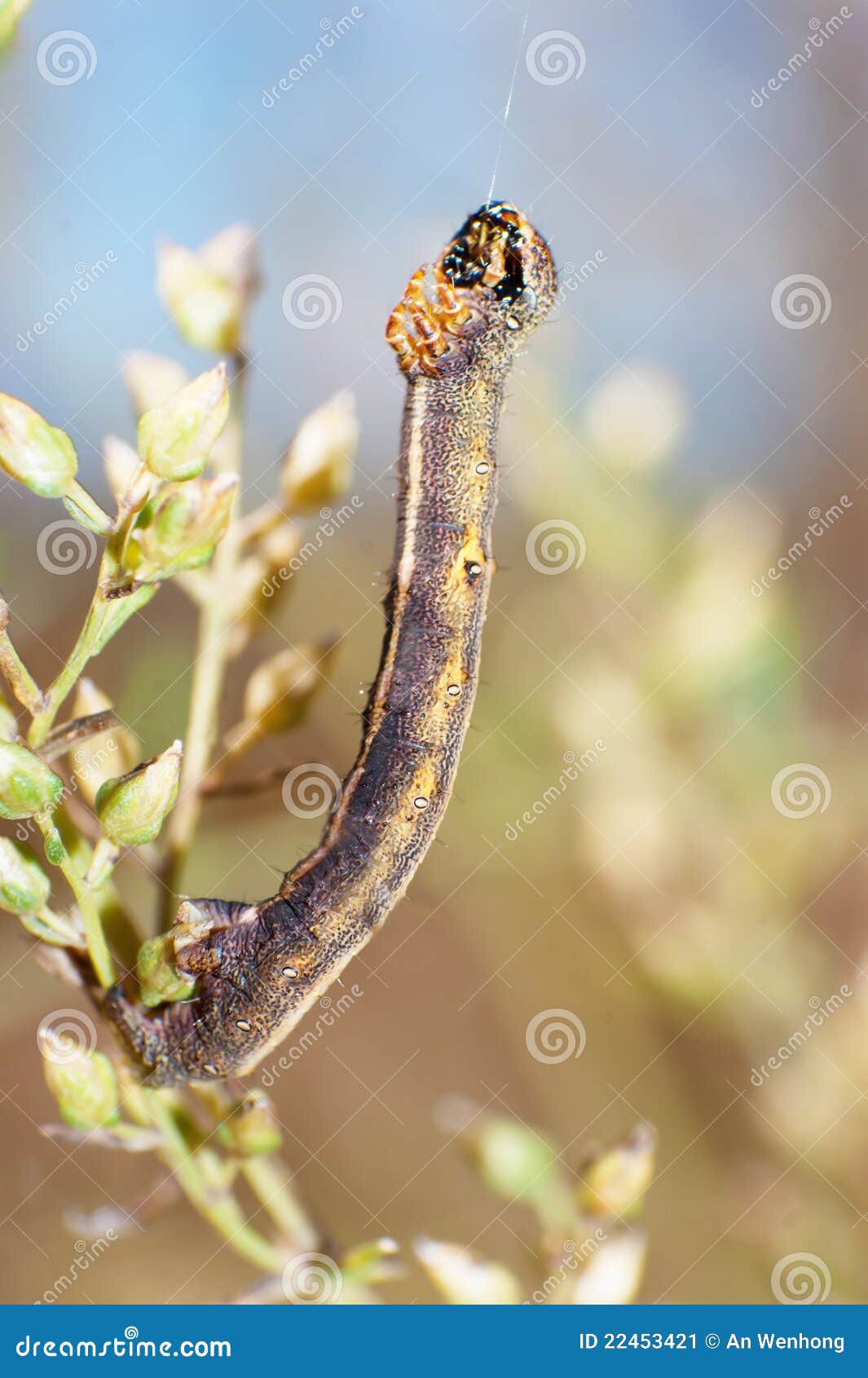Caterpillar stock image. Image of pest, step, green, spanworm - 22453421