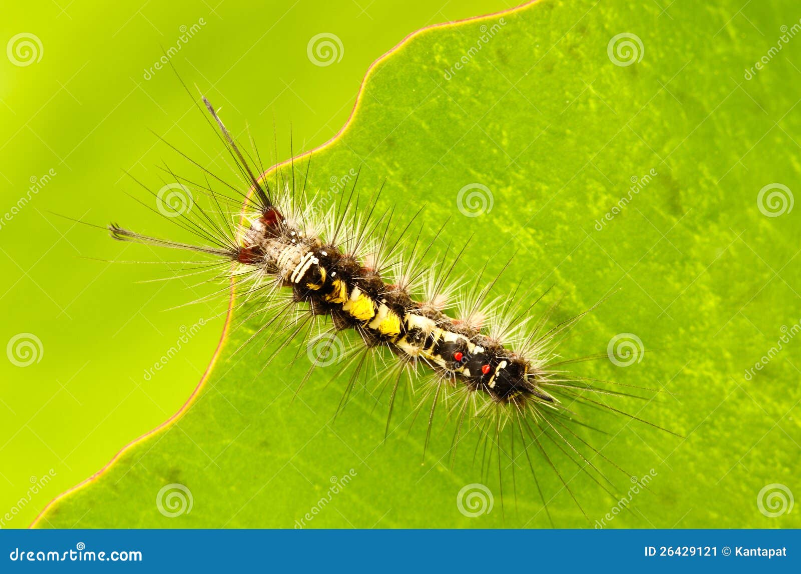 Caterpillar stock image. Image of fauna, small, closeup - 26429121