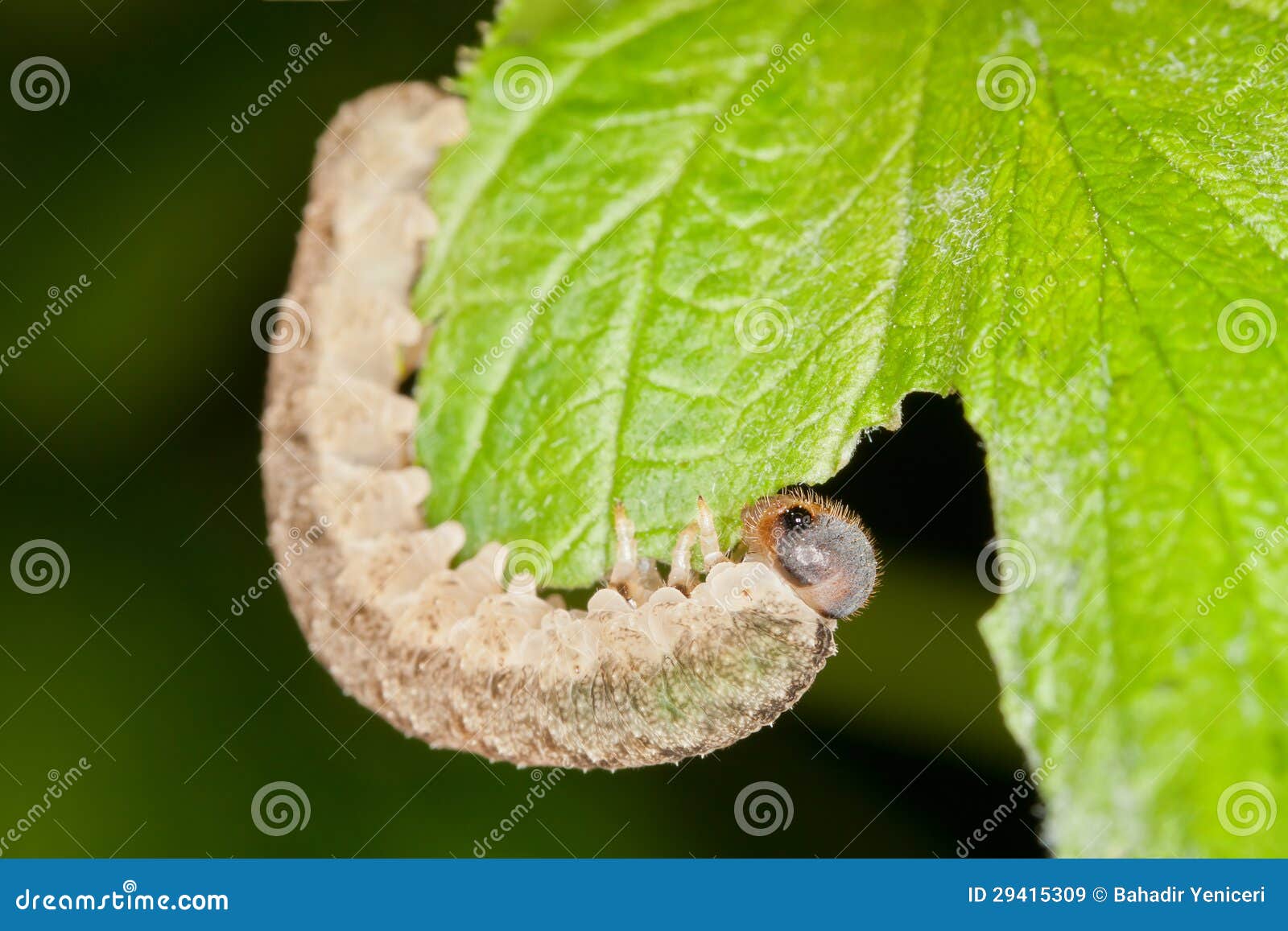 Caterpillar stock image. Image of garden, insects, caterpillar - 29415309