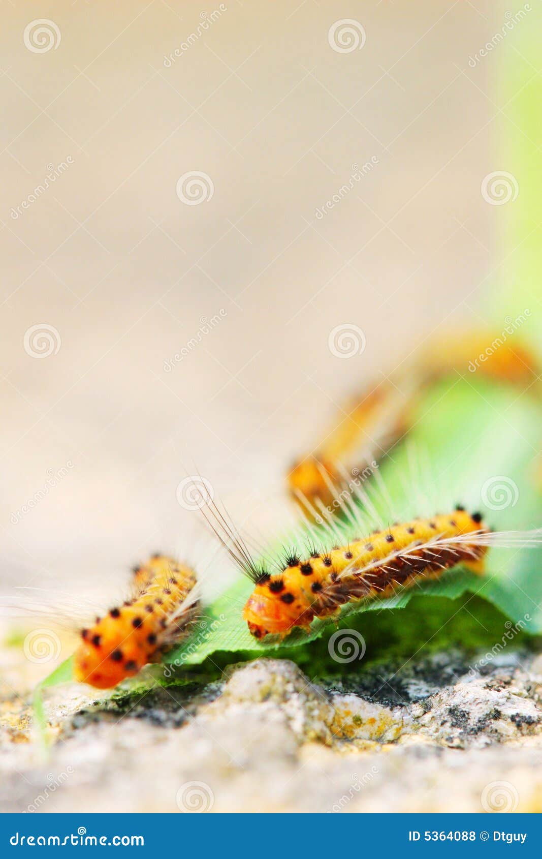 Caterpillar stock photo. Image of natural, eruciform, larva - 5364088