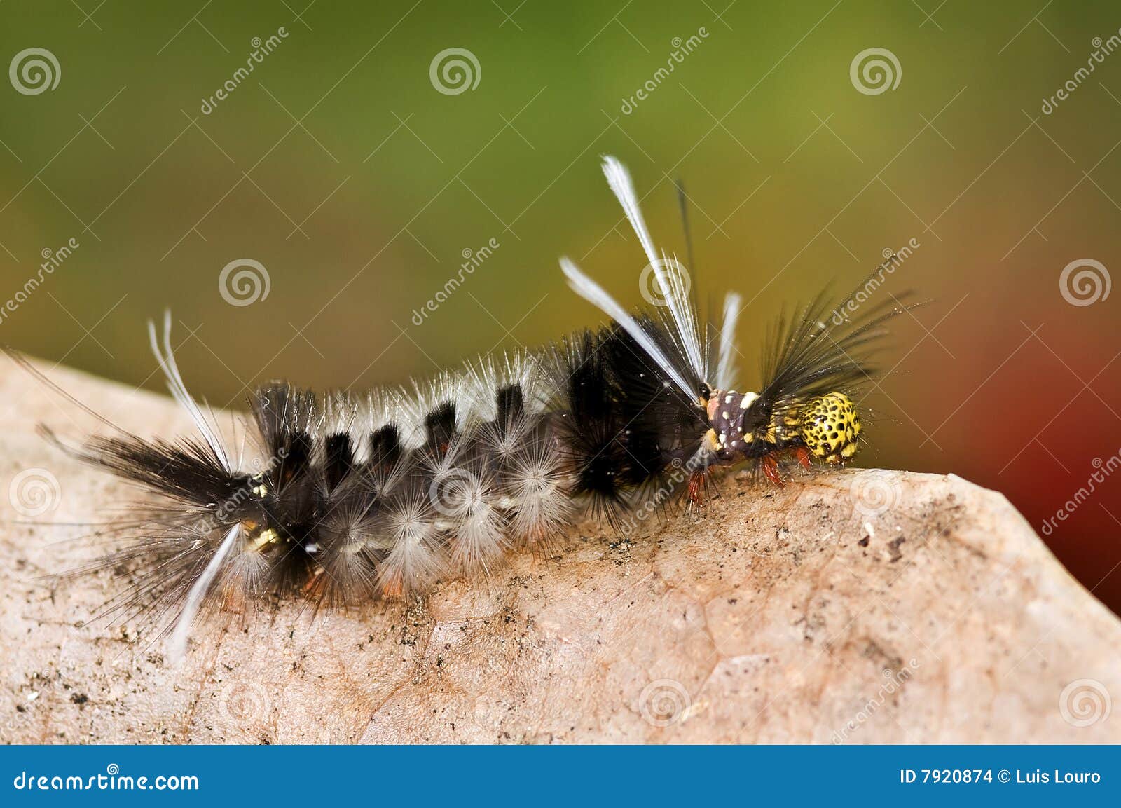 Caterpillar stock photo. Image of environment, closeup - 7920874