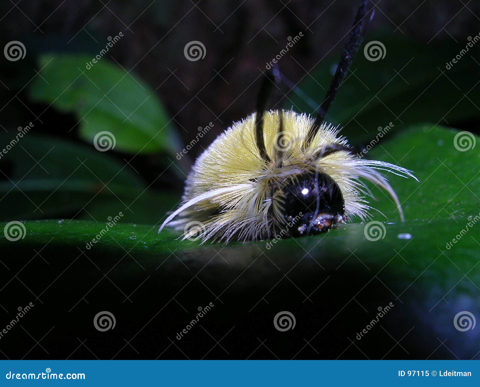 Caterpillar stock image. Image of beautiful, closeup, antenna - 97115