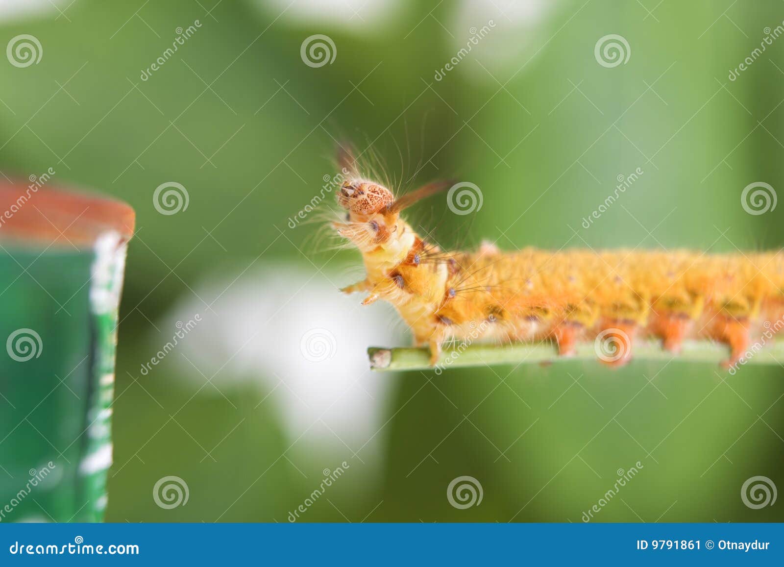 Caterpillar stock image. Image of movement, selective - 9791861