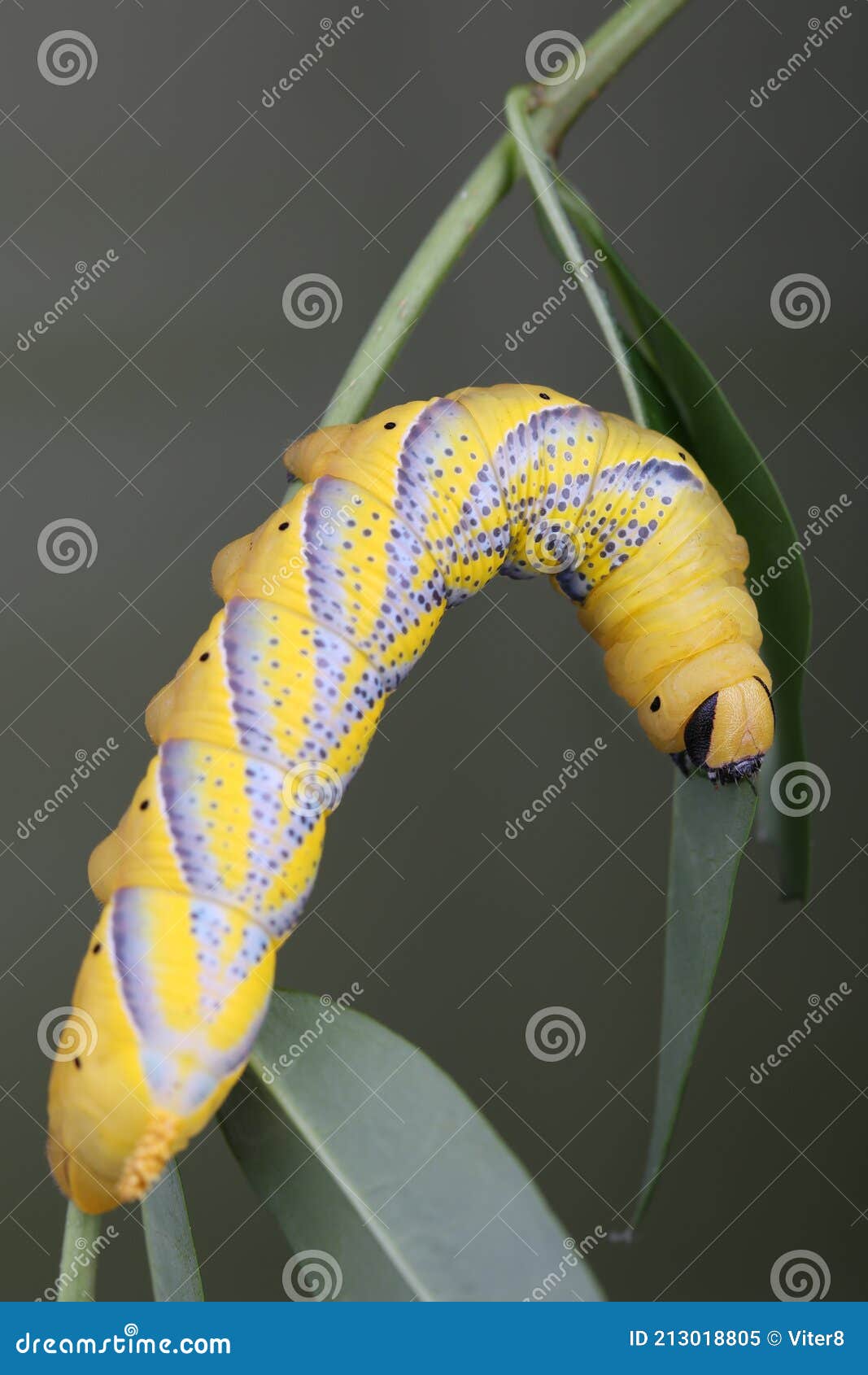 Caterpillar of Acherontia Atropos - Deaths-head Hawk Moth Stock Image ...