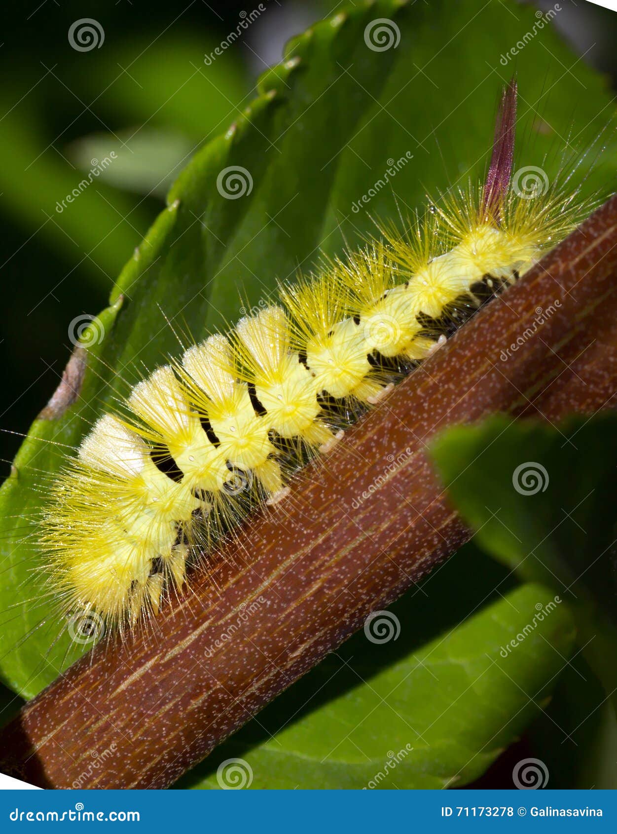 Caterpillar amarillo foto de archivo. Imagen de insecto - 71173278