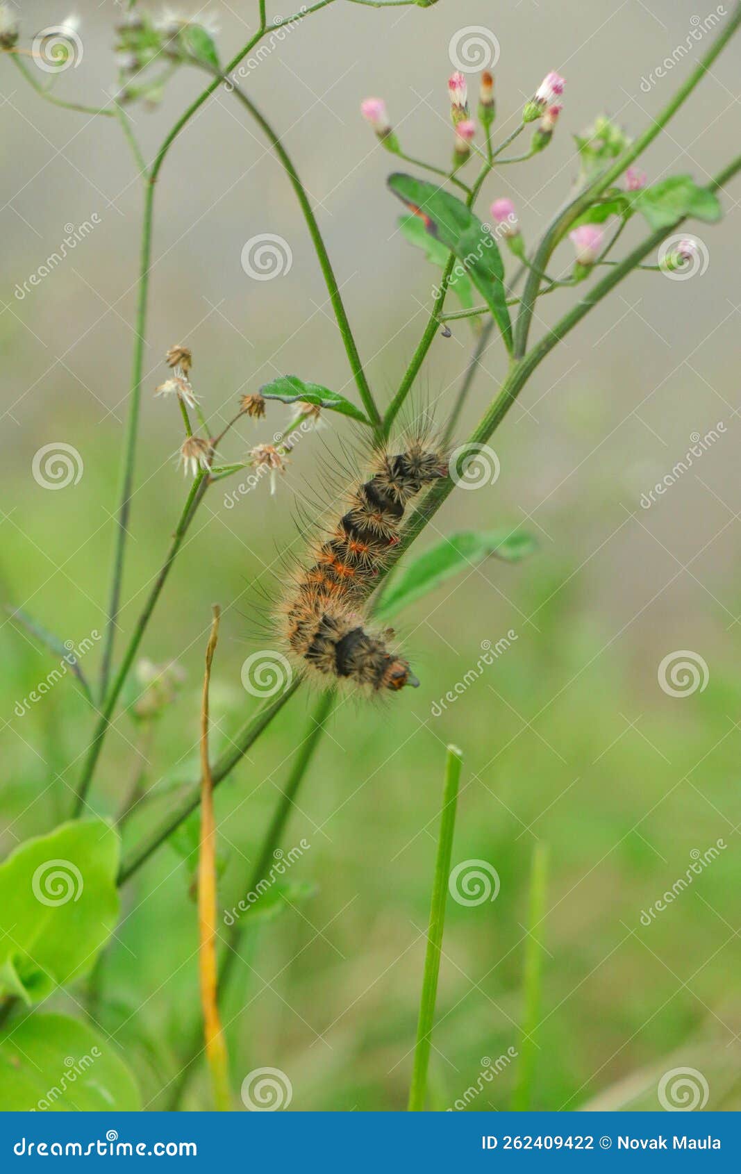Caterpillar stock photo. Image of caterpillar, animals - 262409422