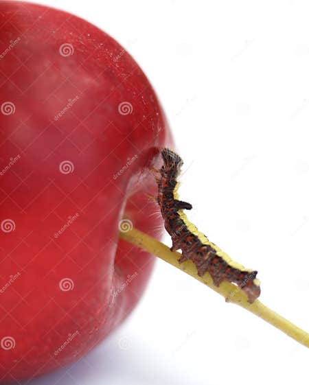 Caterpillar and apple stock image. Image of fresh, environment - 10771439