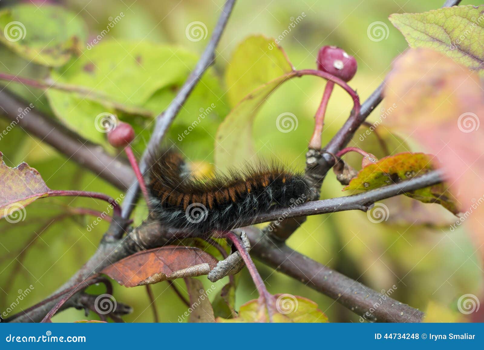 Caterpillar stock photo. Image of black, grows, life - 44734248