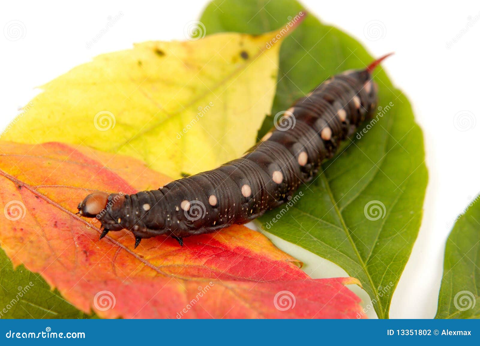 Caterpillar in Autumn Colors Stock Photo - Image of colorful, autumn ...