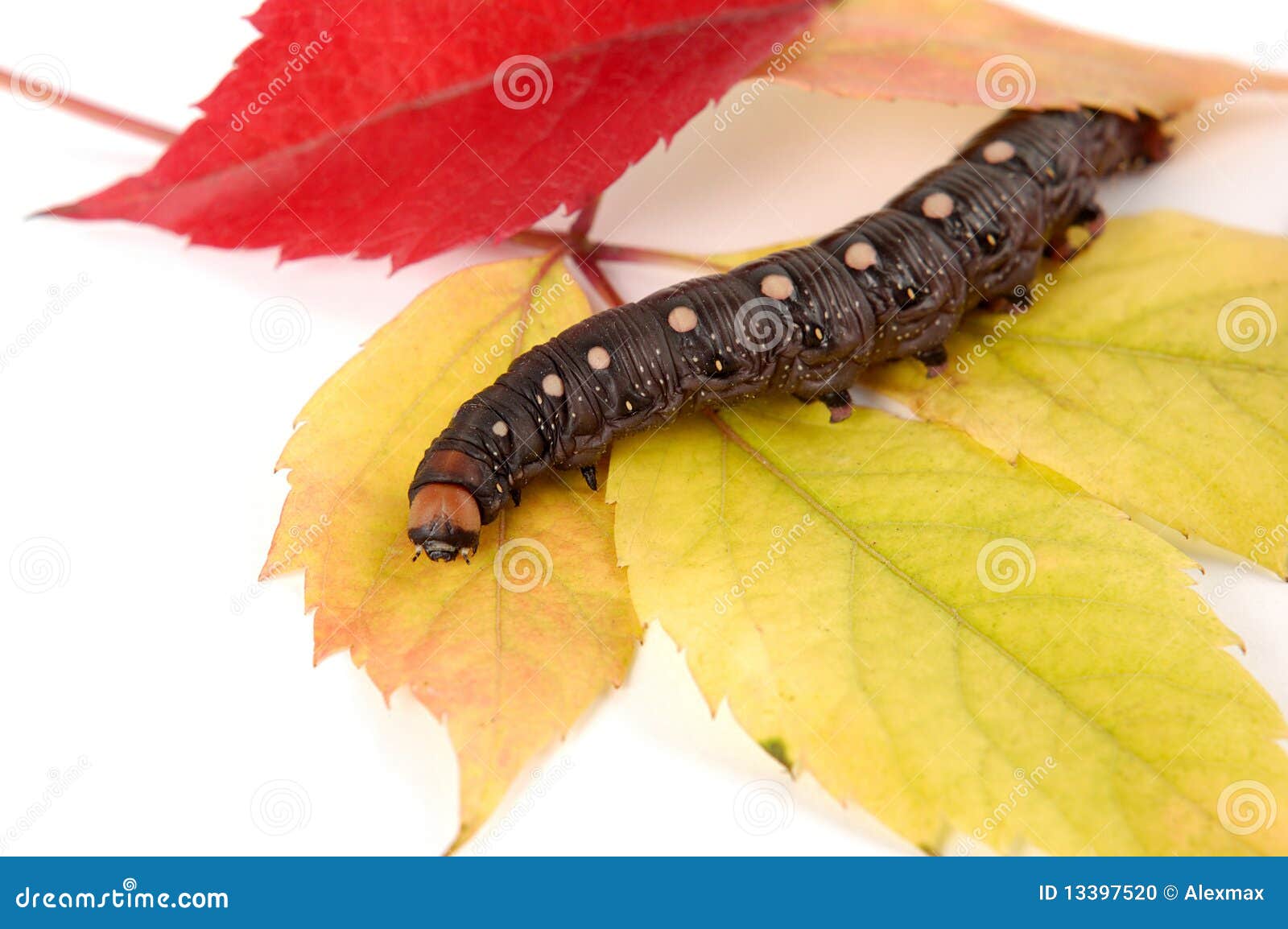 Caterpillar in Autumn Colors Stock Photo - Image of color, feed: 13397520