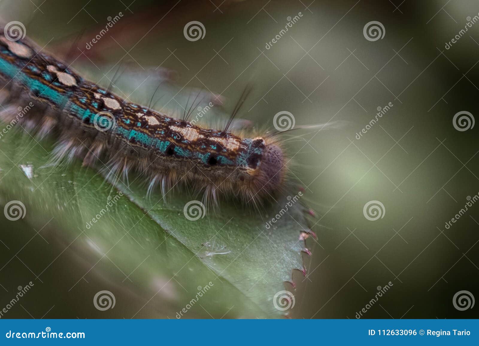 Caterpillar Azul En Una Hoja Foto de archivo - Imagen de oruga, foto ...