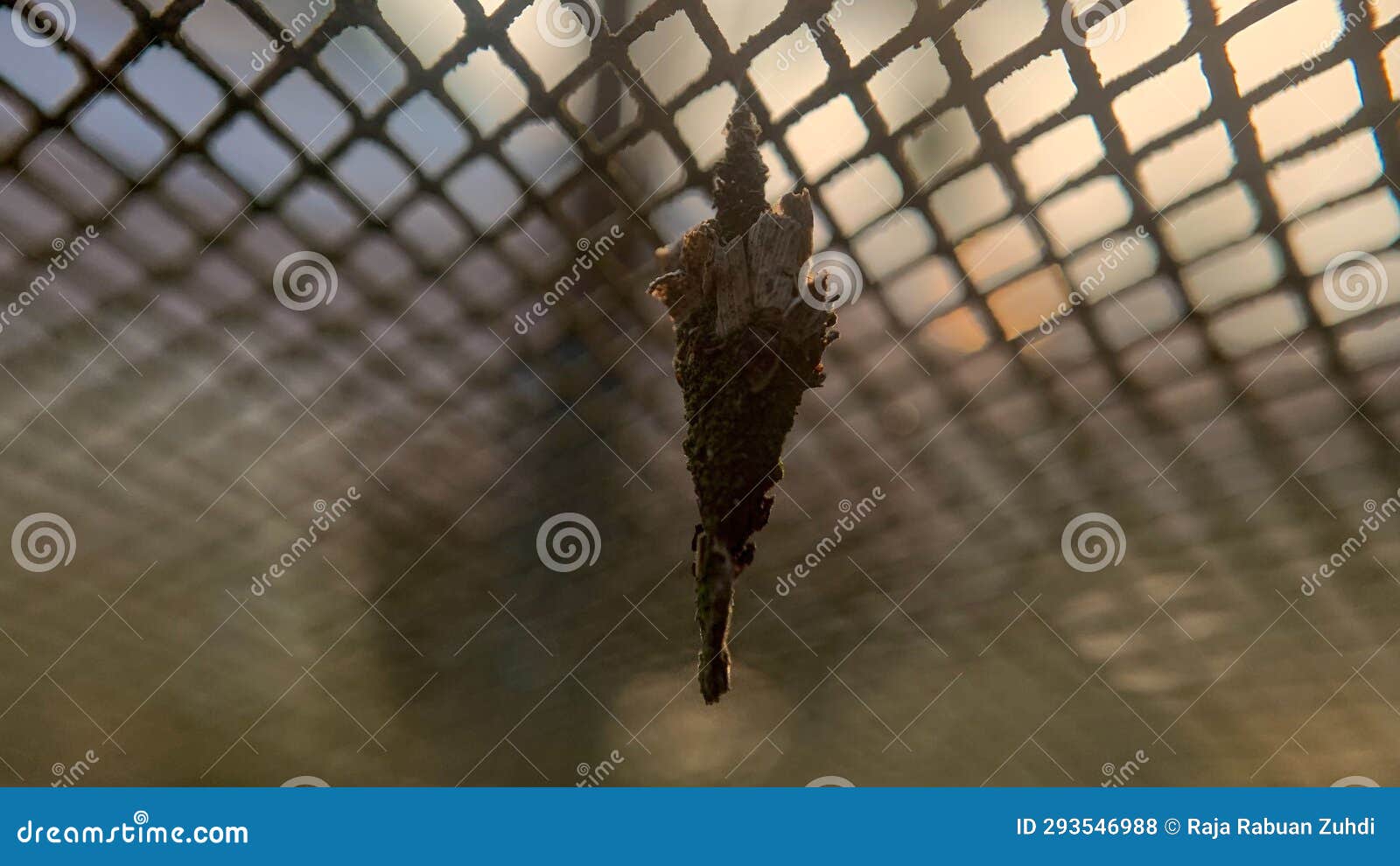 Caterpillar stock photo. Image of branch, insect, chrysalis - 293546988