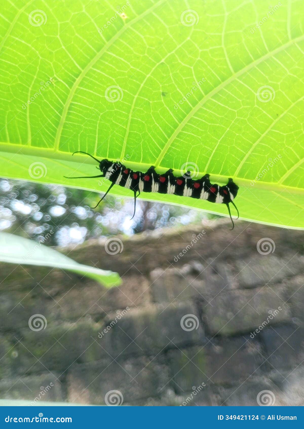 Caterpillar on Beautiful Leaf Stock Photo - Image of garden, leaf ...