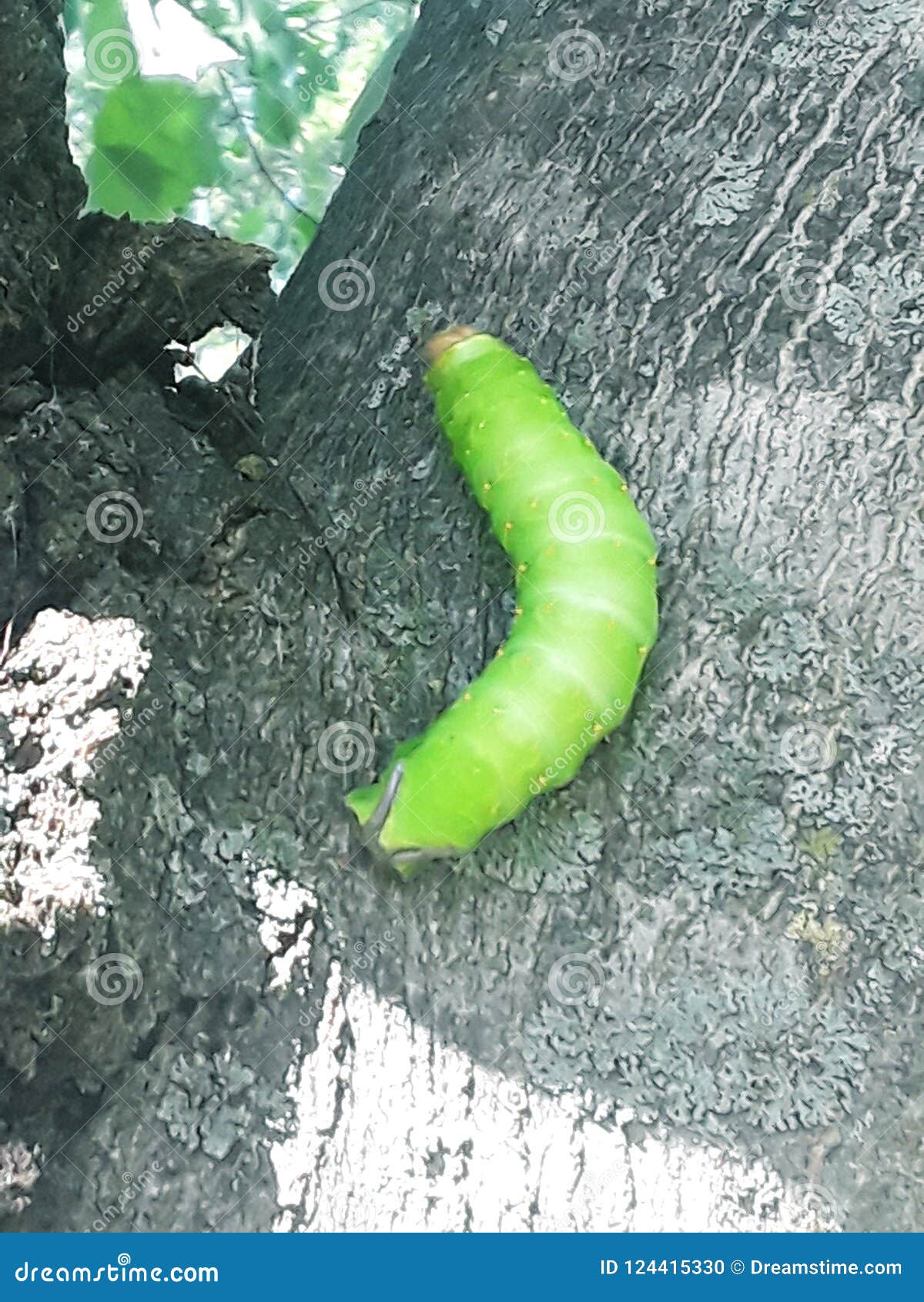 Caterpillar stock photo. Image of beautiful, nature - 124415330