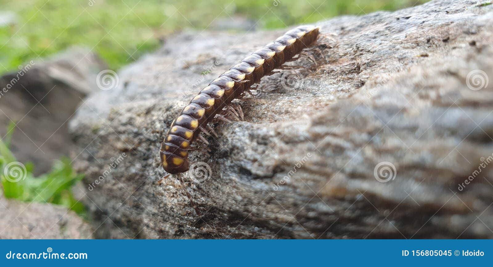 Caterpillar Beetle on the Rock in Spring Stock Image - Image of animal ...