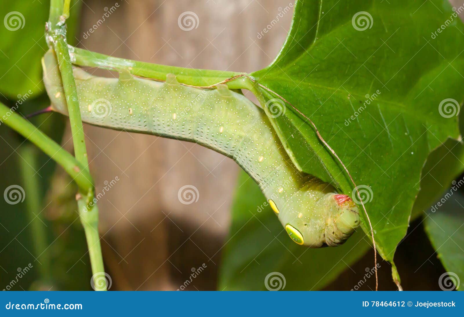 Caterpillar or Big Green Worm Stock Photo - Image of worm, climate ...