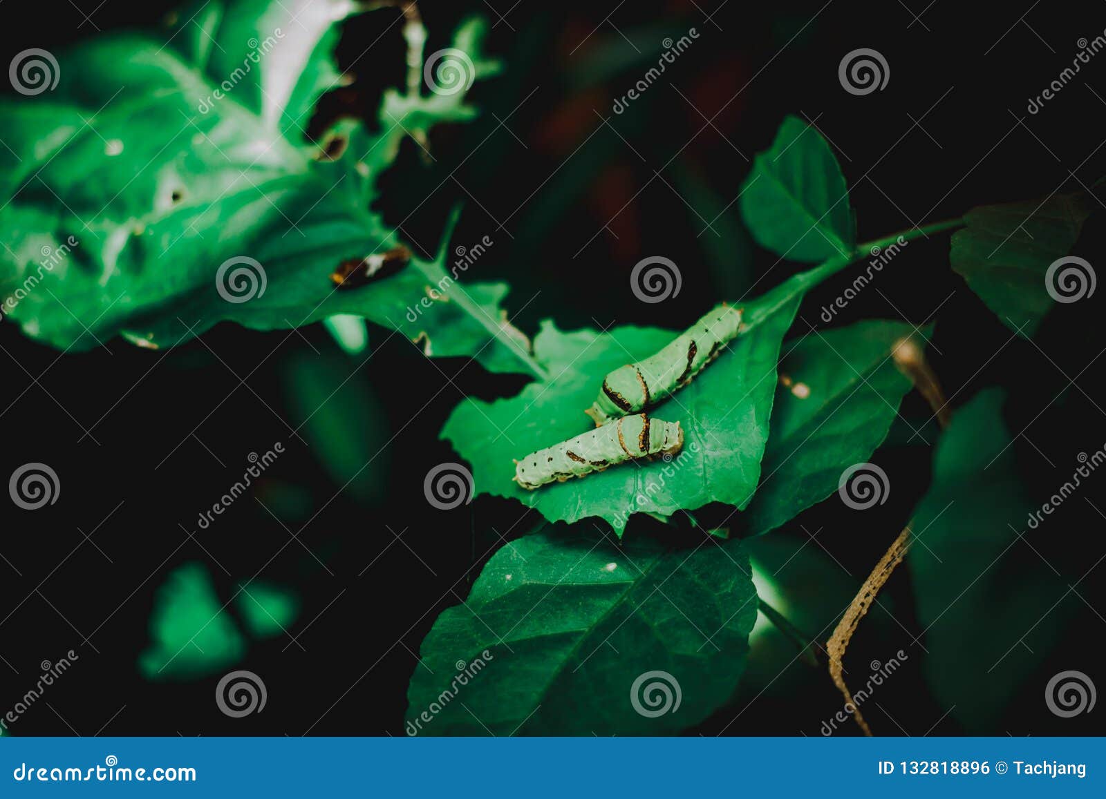 Caterpillar, Big Green Worm in the Park Stock Photo - Image of lovely ...
