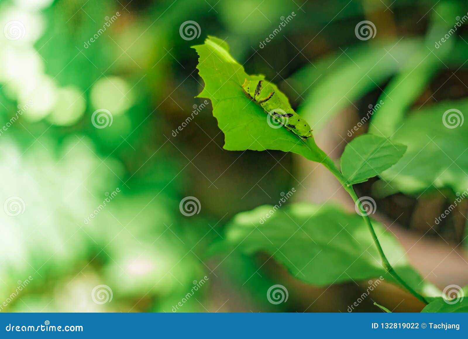 Caterpillar, Big Green Worm in the Park Stock Photo - Image of ...