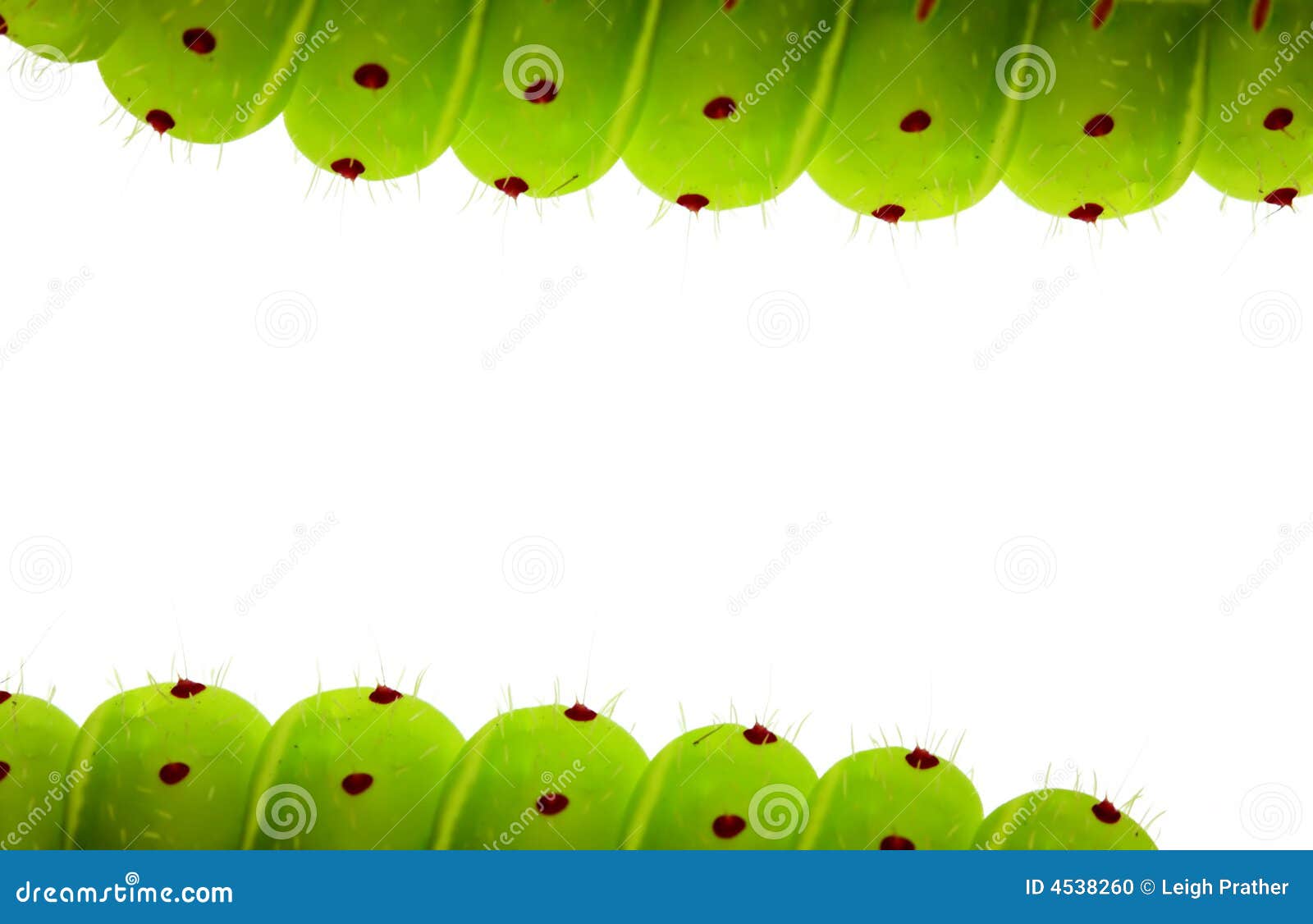Caterpillar border stock photo. Image of edge, creepy - 4538260