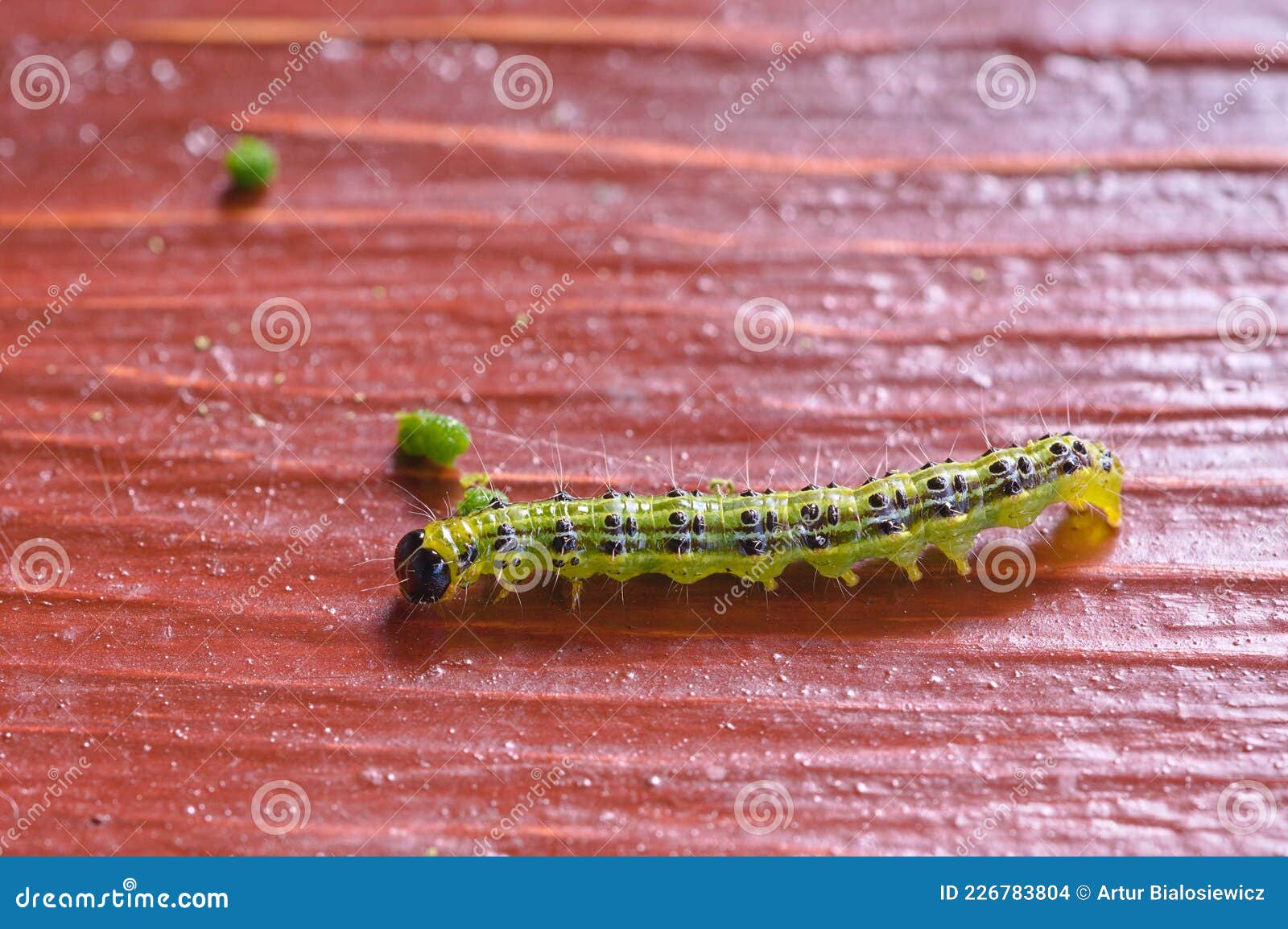 Caterpillar of the Box Tree Moth Stock Photo - Image of wildlife, macro ...