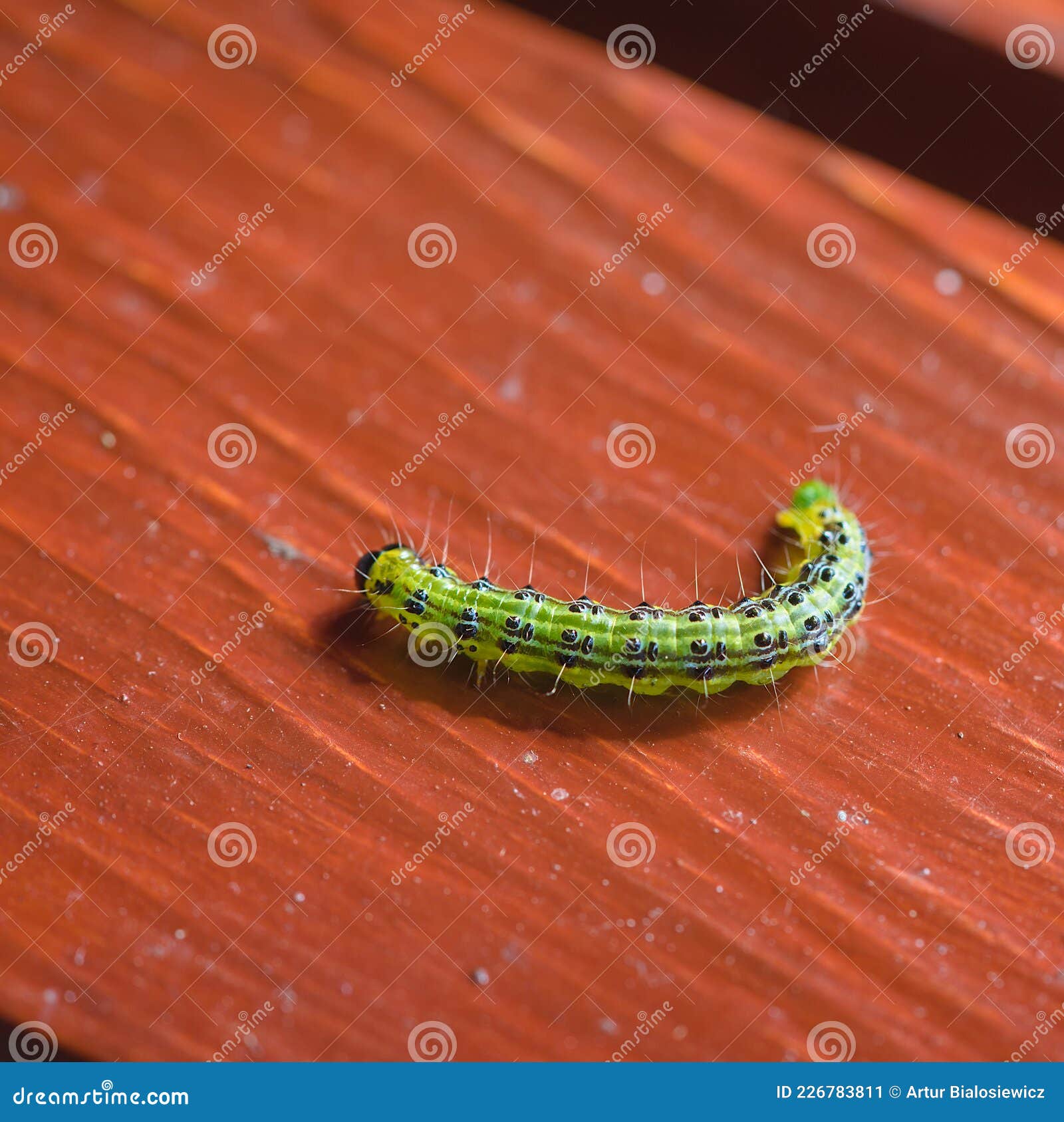 Caterpillar of the Box Tree Moth Stock Image - Image of moth, yellow ...