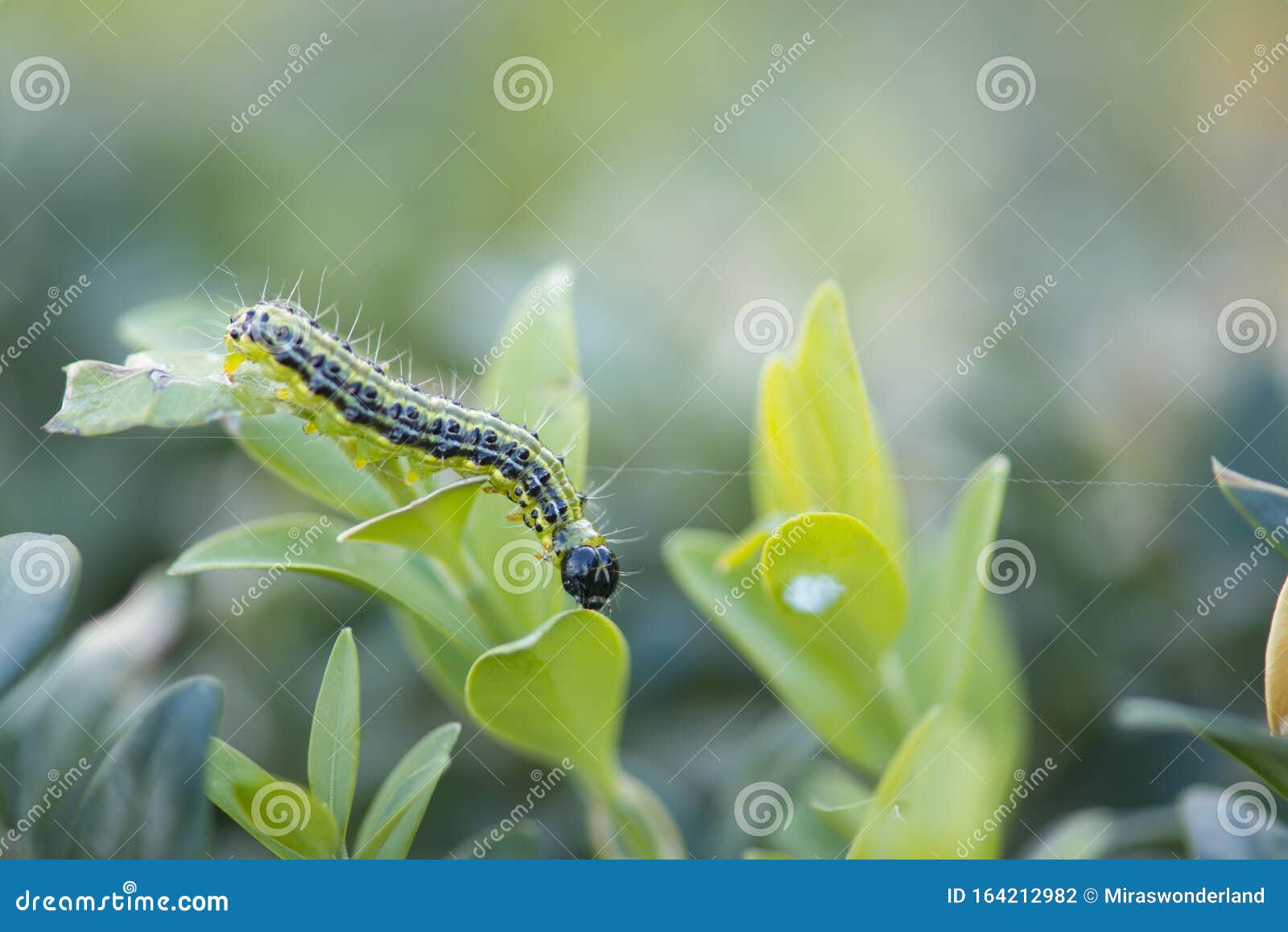 Caterpillar of the Boxwood Moth Eating of a Boxwood Bush Stock Photo ...