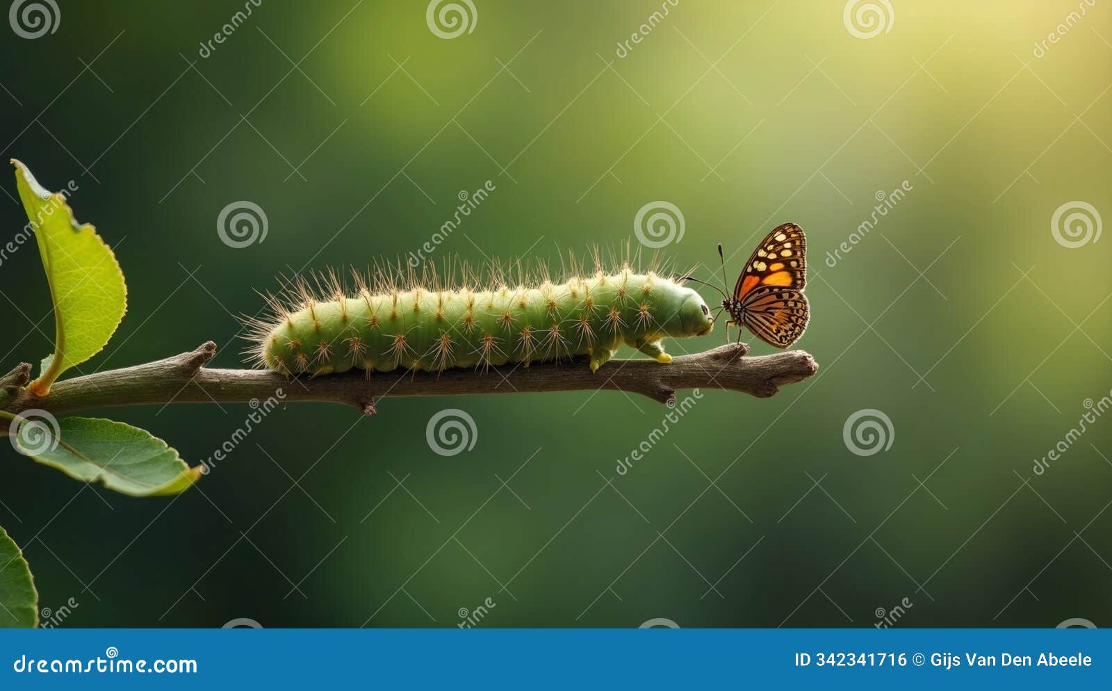 Caterpillar at Branchs Edge Ready To Transform into Butterfly ...