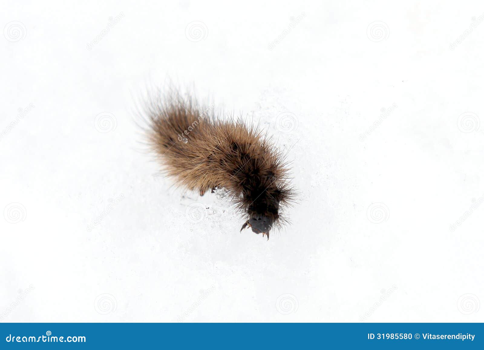Caterpillar stock photo. Image of insect, snow, caterpillar - 31985580