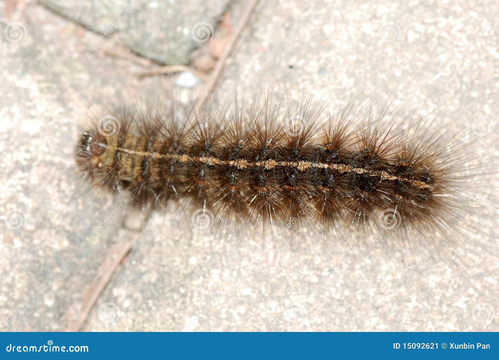 Caterpillar bug stock image. Image of lepidoptera, color - 15092621