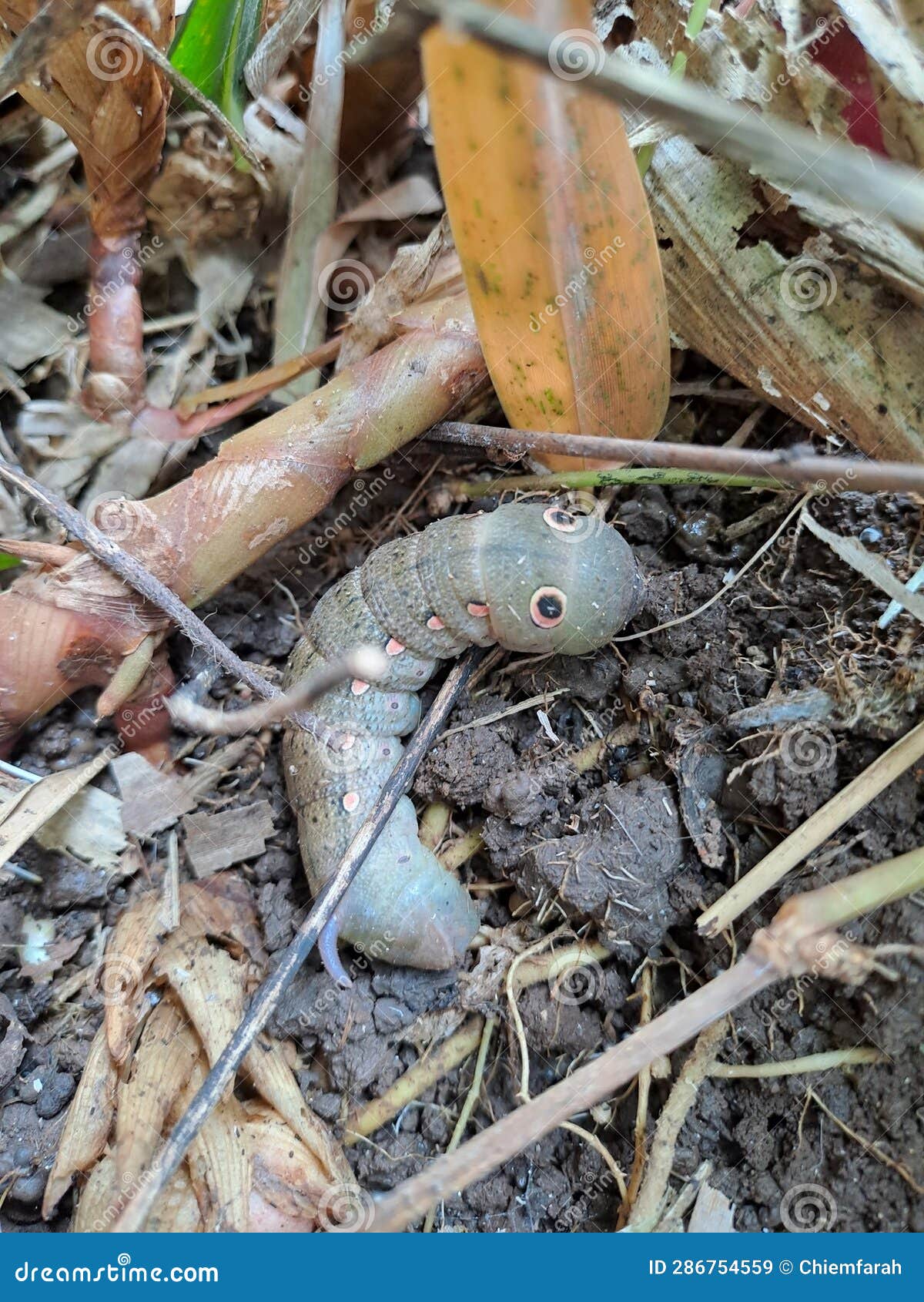 Caterpillar bug in field stock image. Image of agriculture - 286754559