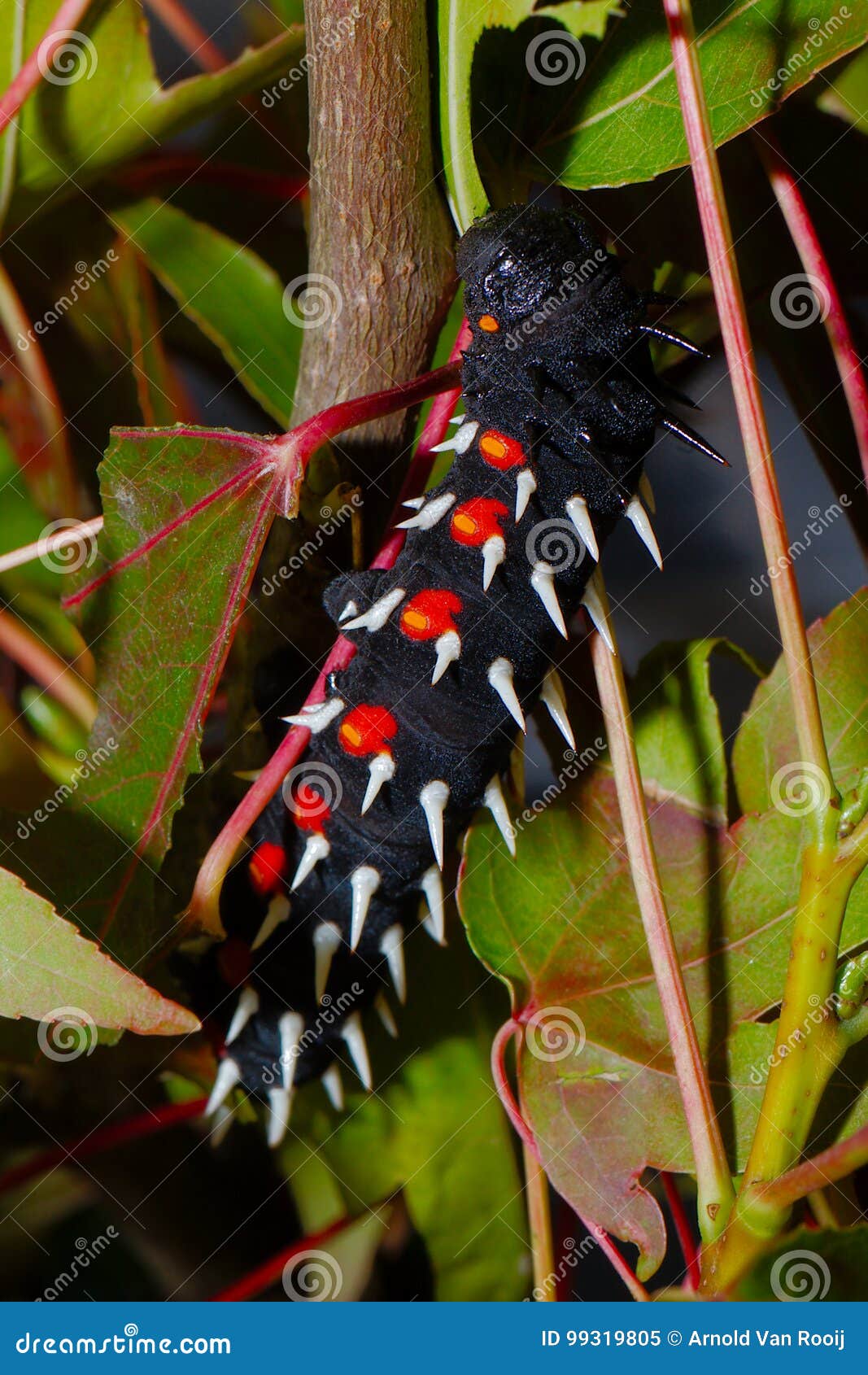 Caterpillar of Bunaea Alcinoe Stock Image - Image of black, moth: 99319805