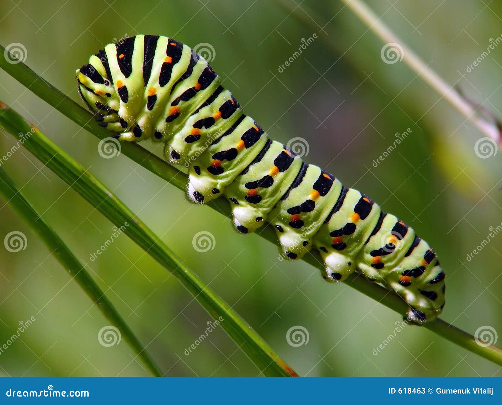 Caterpillar of Butterfly Papilio Machaon. Stock Image - Image of ...