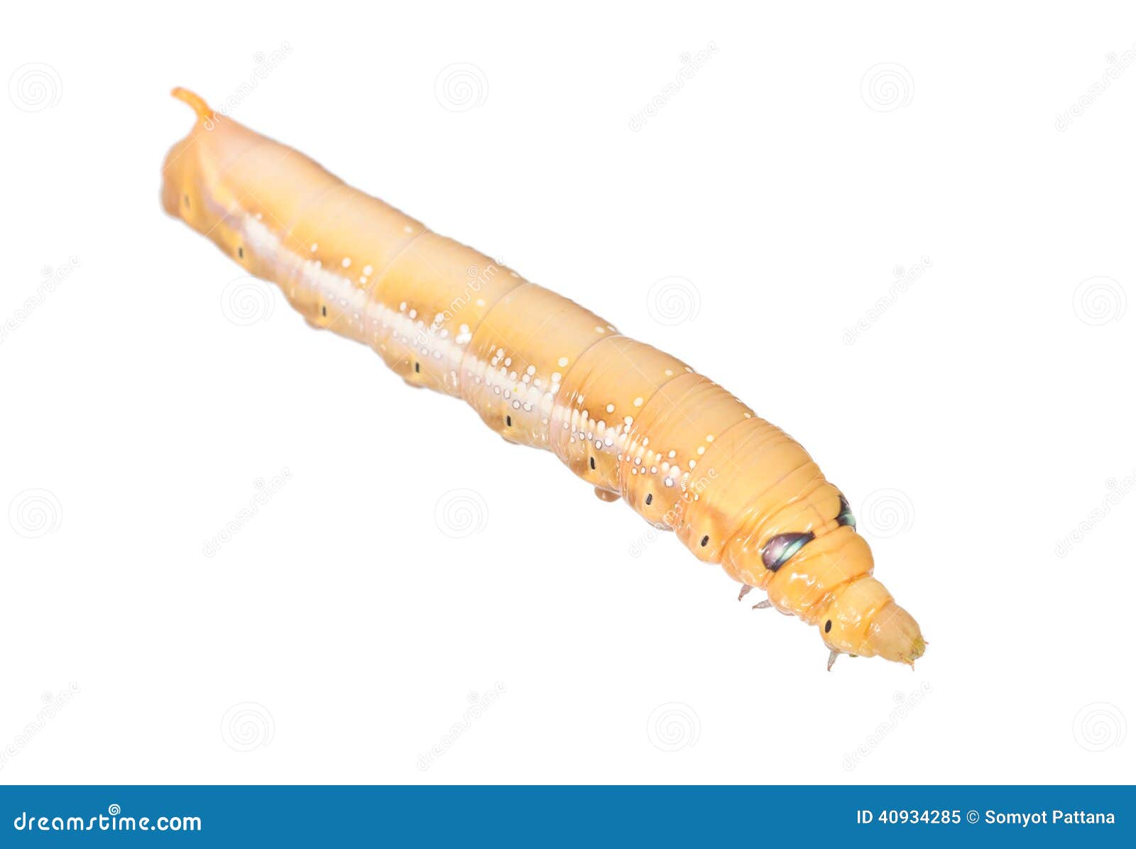 Caterpillar stock image. Image of silk, white, brown - 40934285