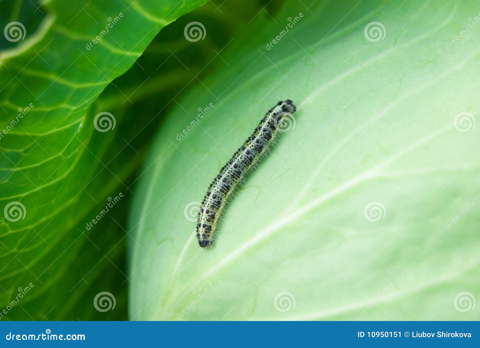 Caterpillar on cabbage stock image. Image of foliage - 10950151