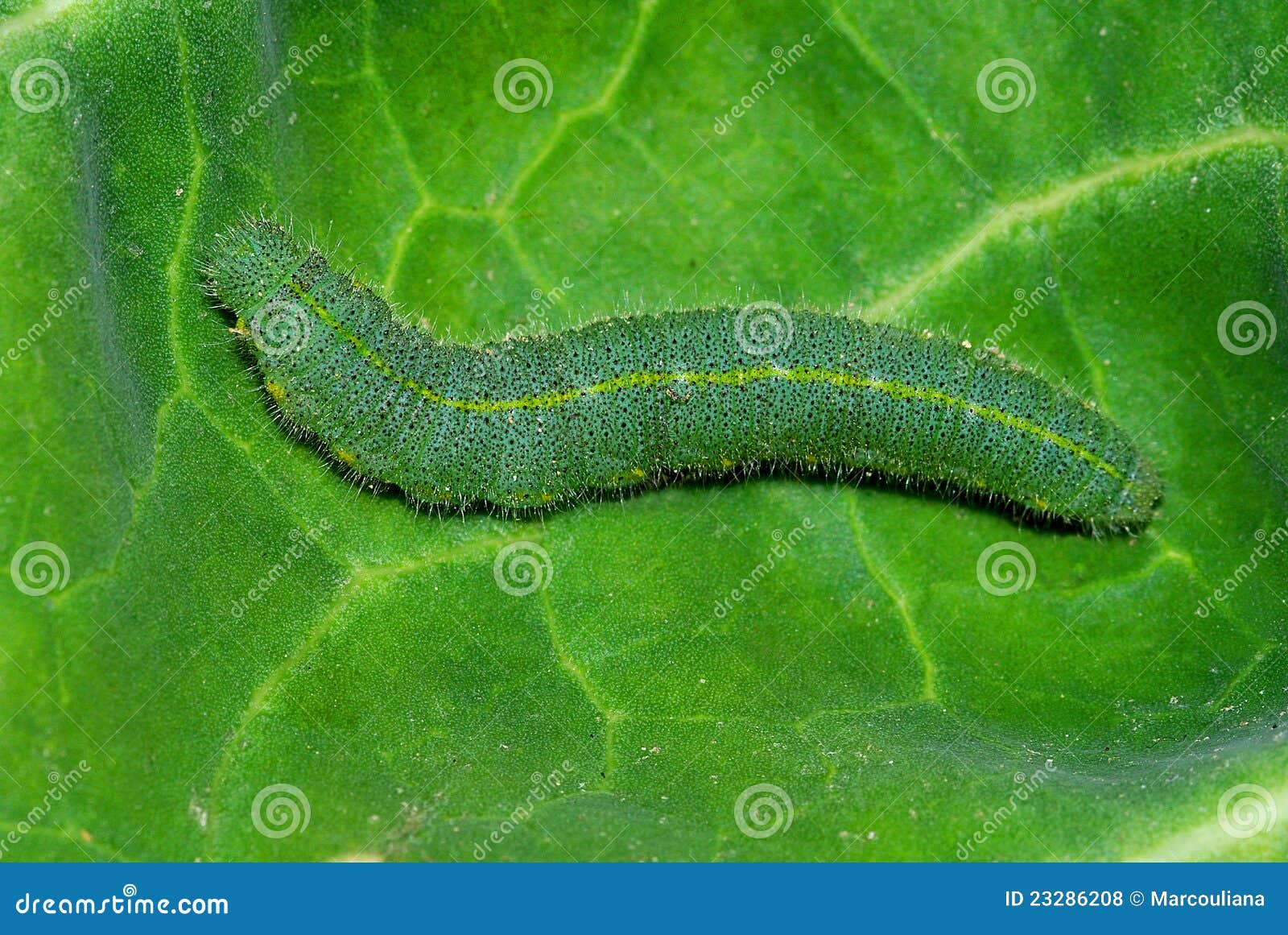 The Caterpillar Of The Cabbage Butterfly Larvae Eat The Leaves Of The ...