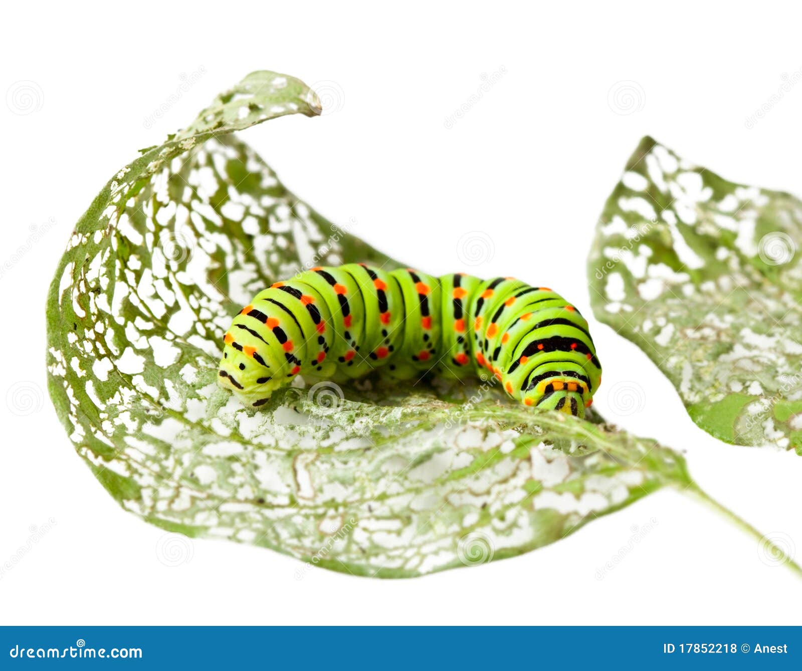 Caterpillar chewing a leaf stock photo. Image of green - 17852218