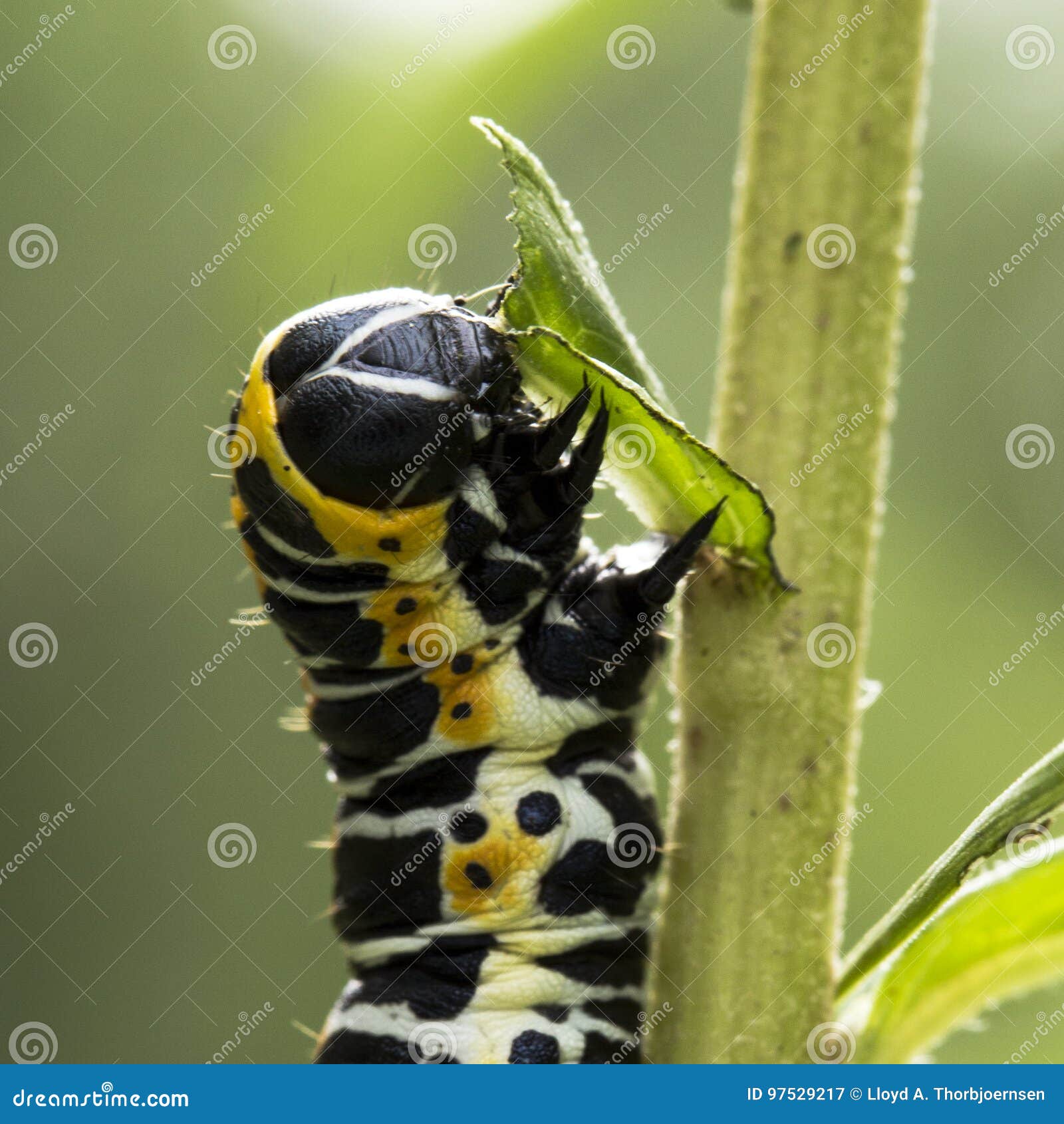 Caterpillar stock image. Image of wildlife, beautiful - 97529217