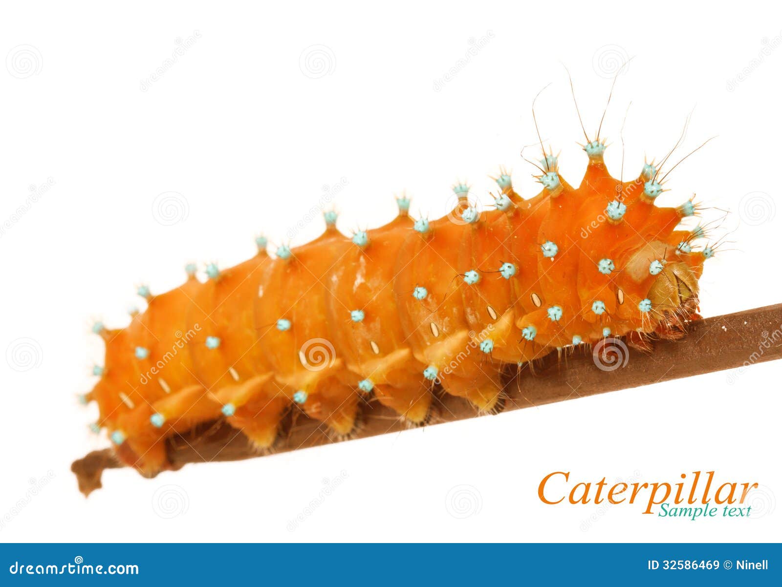 Caterpillar stock image. Image of macro, grub, climbing - 32586469