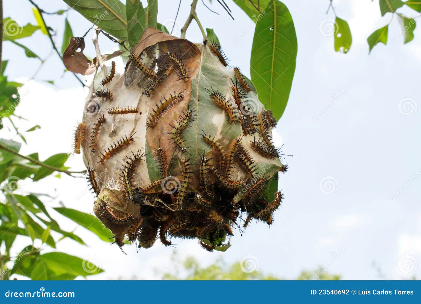 Caterpillar cocoon stock photo. Image of house, horizontal - 23540692