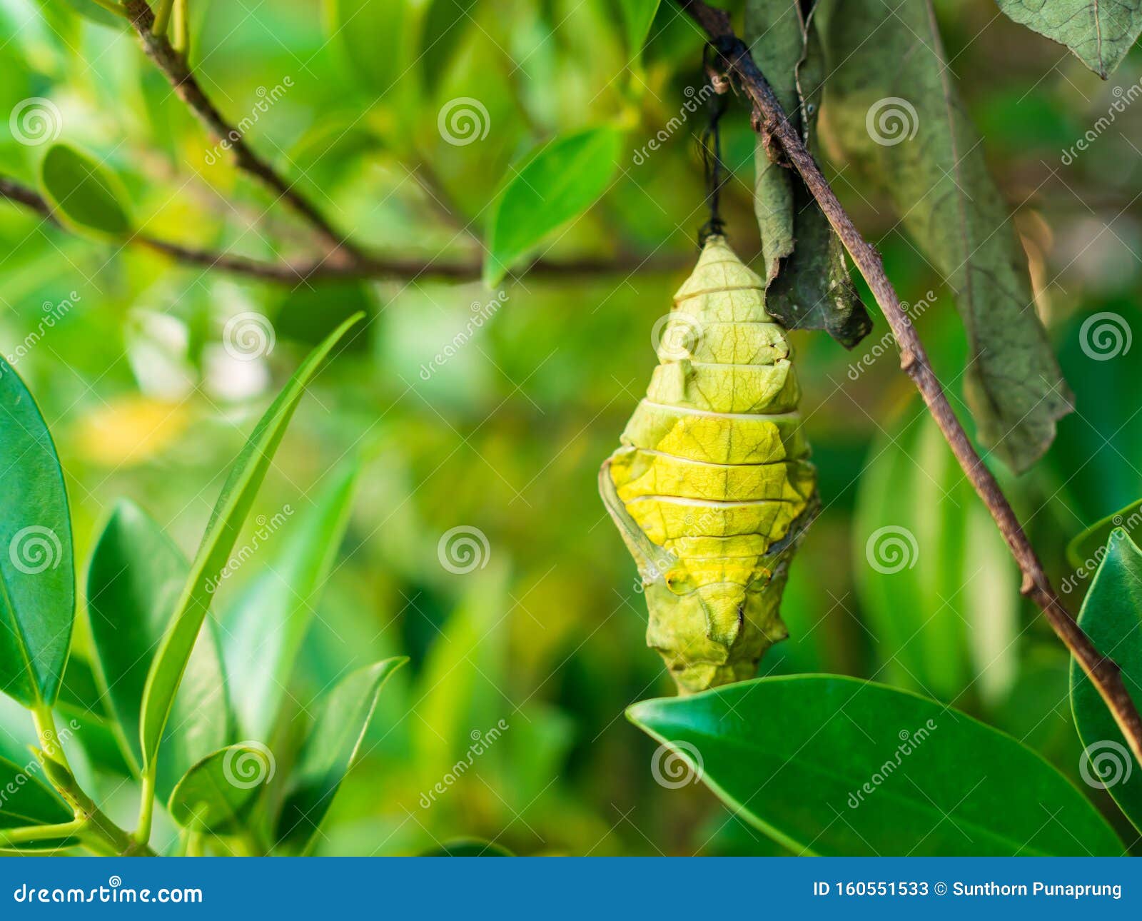 Caterpillar Cocoon On The Tree Stock Photography | CartoonDealer.com ...