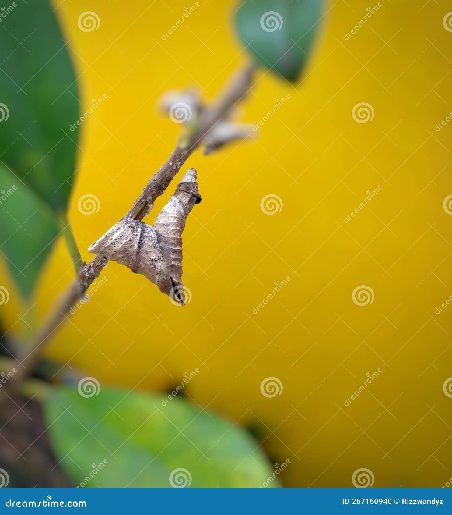 Caterpillar Cocoon On The Tree Stock Photography | CartoonDealer.com ...