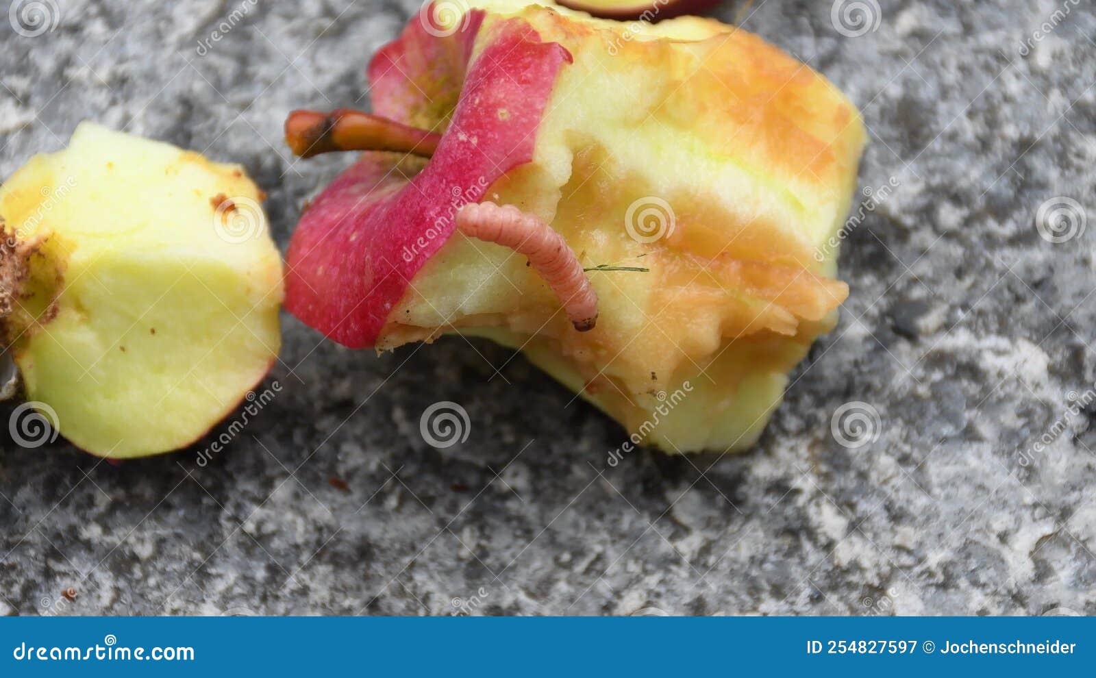 Caterpillar of a Codling Moth at an Apple Stock Video - Video of ...